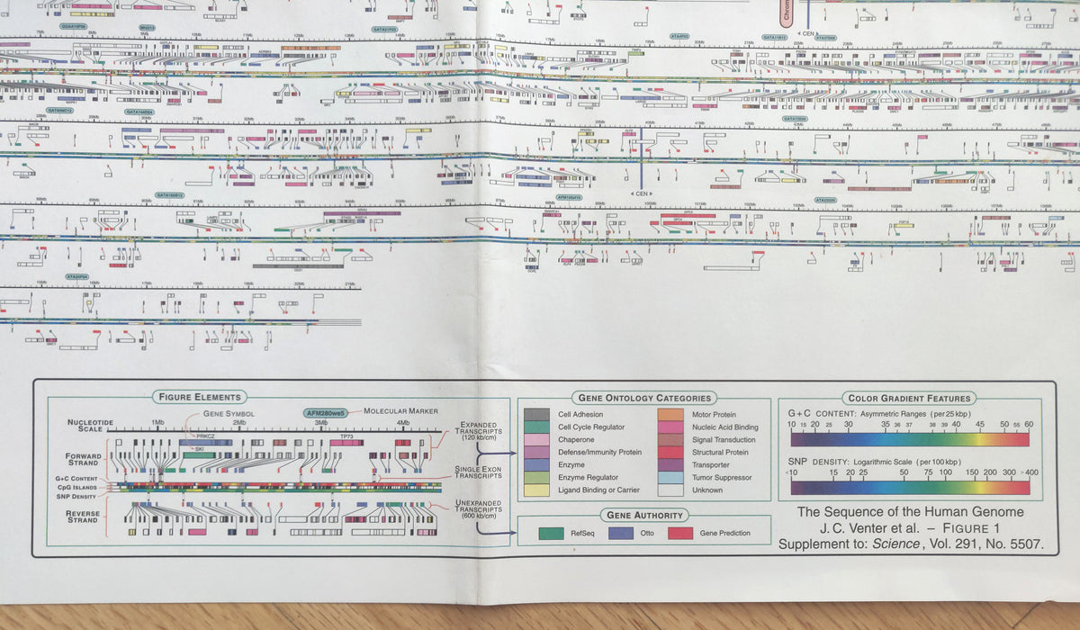 (Biology - History) Annotation of the Celera Human Gene Assembly – The ...